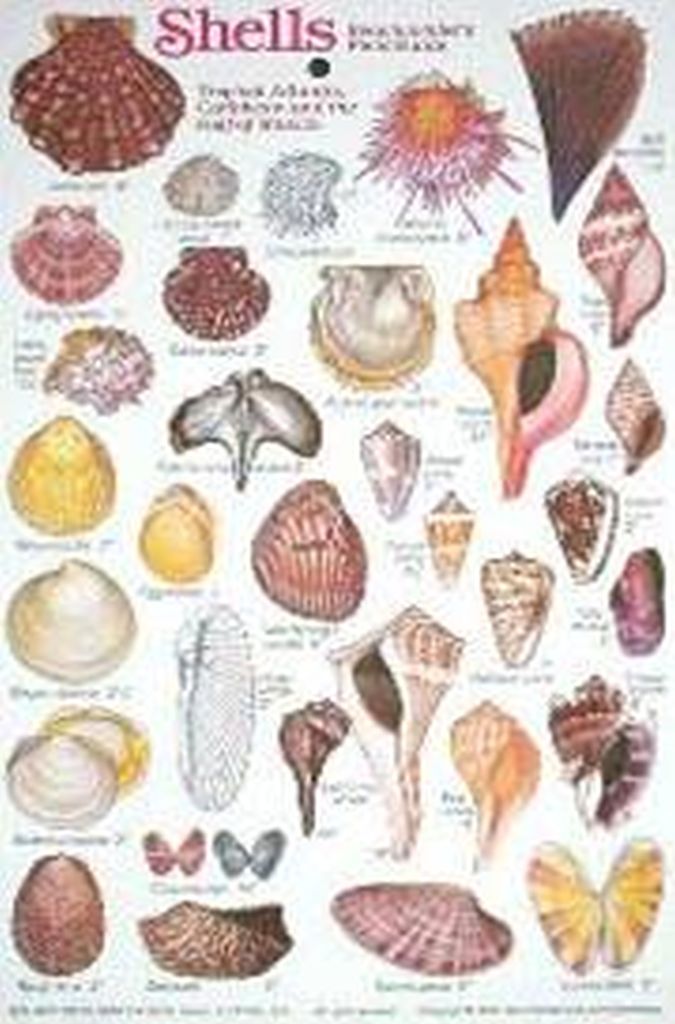 Shell Beachcomber Field Guide Card - Streamline Diving